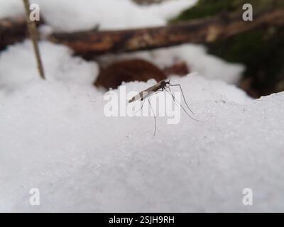 (Trichocera), Insecta, Waukesha County, WI, USA Stock Photo - Alamy