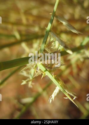 Spiny Love Grass (Cladoraphis spinosa), Plantae, Erongo Region, Namibia ...