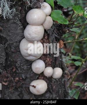 Darwin's fungus (Cyttaria darwinii), Fungi, Ushuaia, Tierra del Fuego ...