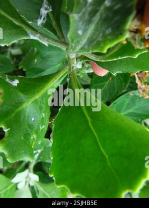 Bietou (Osteospermum moniliferum), Plantae, Beacon Rocks, Margate, 4270 ...
