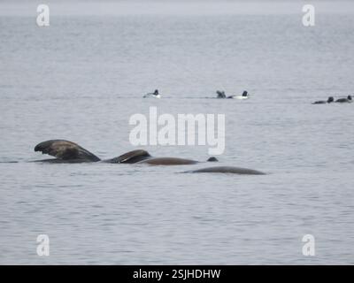 Eared Seals (Otariidae), Mammalia, Comox Valley, BC, Canada Stock Photo ...