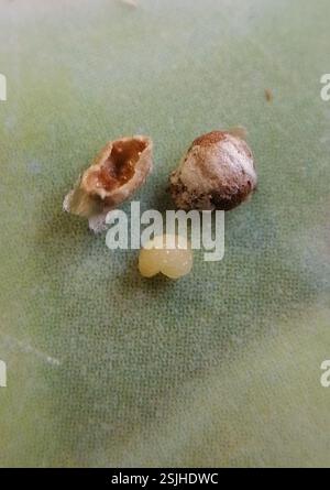 Gall Wasps (Cynipidae), Insecta, Новосибирск, Новосибирская область ...