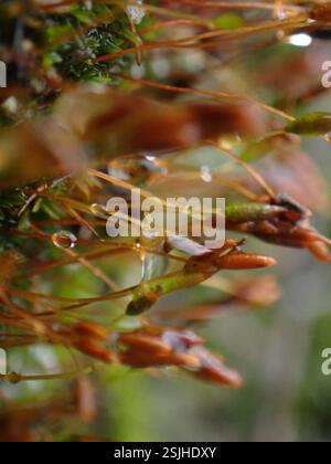 (Pottiaceae), Plantae, Wildomar, CA, USA, Involute margins on soil bank ...