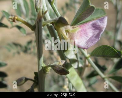 (Tephrosia pallida), Plantae, Erongo Region, Namibia Stock Photo - Alamy