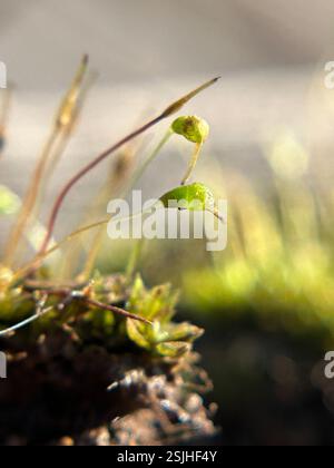 (Funaria), Plantae, Moonstone Beach Dr, Cambria, CA, US Stock Photo - Alamy