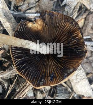 inky caps (Coprinus), Fungi, Bluff Creek Dr, Los Angeles, CA, US Stock ...