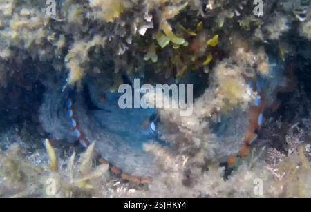 Common Sydney Octopus (Octopus tetricus), Mollusca, Gordons Bay, Coogee ...
