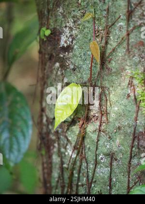 Impressed Sarmentosa Fig (Ficus sarmentosa), Plantae, 台灣新北市 Stock Photo ...