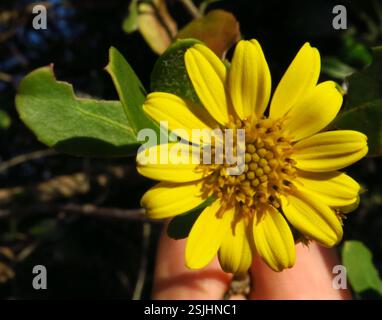 Bietou (Osteospermum moniliferum), Plantae, uMkhanyakude District ...