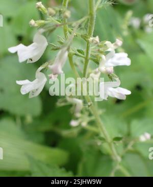 Citronella Spurflower (Equilabium laxiflorum), Plantae, Umgungundlovu ...