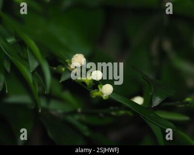 Chinese Pothos (Pothos chinensis) Plantae Stock Photo - Alamy