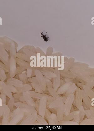 Rice Weevil (Sitophilus oryzae) Insecta Stock Photo - Alamy