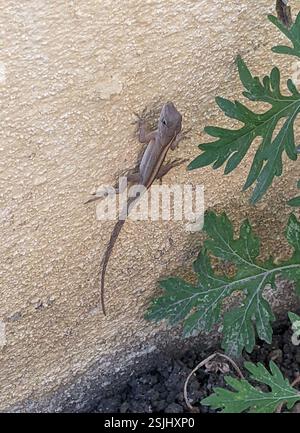 Anoles (Anolis), Reptilia, Moca, Dominican Republic Stock Photo - Alamy