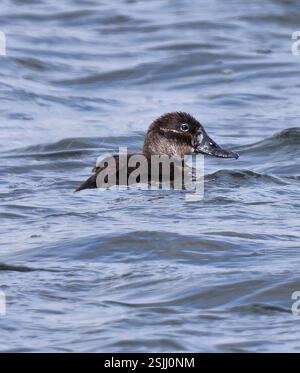 Andean Duck (Oxyura ferruginea), Aves, Lago Argentino, AR-SC, AR Stock ...