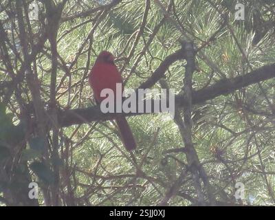 Northern Cardinal (Cardinalis cardinalis), Aves, Windsor Forest ...