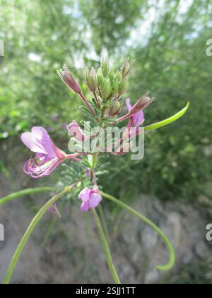 Hairy Spindlepod (Cleome hirta), Plantae, Zambezi Region, Namibia Stock ...