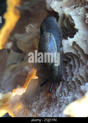 Taildropper Slugs (Prophysaon), Mollusca, Spencer Butte Park, Eugene ...