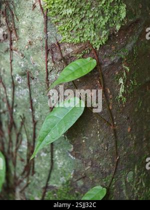 Impressed Sarmentosa Fig (Ficus sarmentosa), Plantae, 台灣新北市 Stock Photo ...