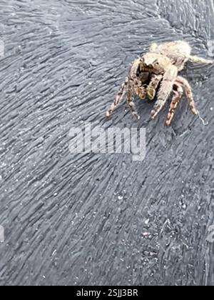 (Simaetha), Arachnida, Melbourne VIC, Australia Stock Photo - Alamy