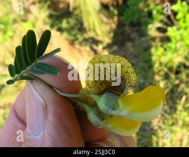 Egyptian riverhemp (Sesbania sesban), Plantae, uMkhanyakude District ...