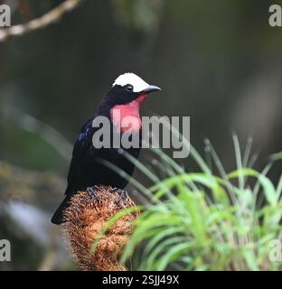White-capped tanager (Sericossypha albocristata), Santuario del Oso de ...