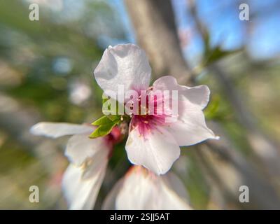 Almond (Prunus amygdalus), Plantae, Evergreen, San Jose, CA, USA Stock ...