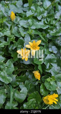 (Ficaria verna verna), Plantae, London, UK Stock Photo - Alamy
