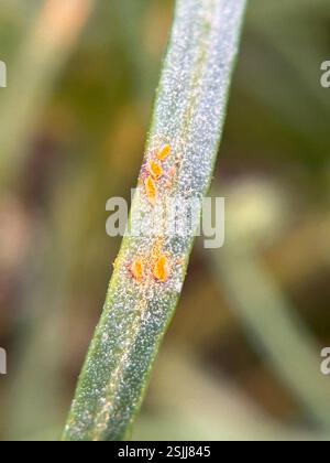 (Pucciniaceae), Fungi, Los Osos, CA, US, On senecio blochmaniae Stock ...