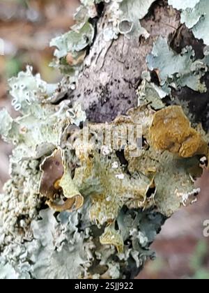 Ruffle Lichens (Parmotrema), Fungi, Sullivan's Island, SC, USA Stock ...
