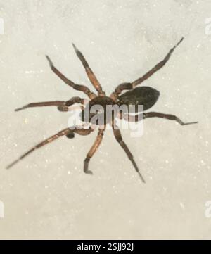 (Agroeca), Arachnida, 31160 Urjala, Suomi Stock Photo - Alamy