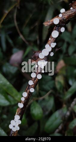(Chaetocalathus craterellus), Fungi, 中国浙江省杭州市西湖区 Stock Photo - Alamy