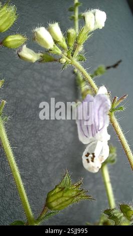 Citronella Spurflower (Equilabium laxiflorum), Plantae, Maoleni, South ...