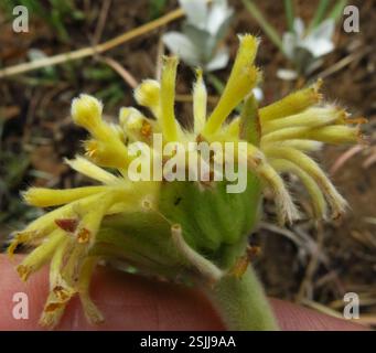 (Lasiosiphon kraussianus kraussianus) Plantae Stock Photo - Alamy