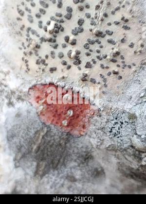 Rash Lichens (Pyrenula), Fungi, Sullivan's Island, SC, USA Stock Photo ...