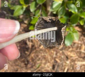 Brittlestems and Allies (Psathyrellaceae), Fungi, Waterfront Dr, Los ...
