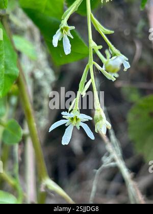 Osoberry (Oemleria cerasiformis), Plantae, Monaña de Oro State Park ...