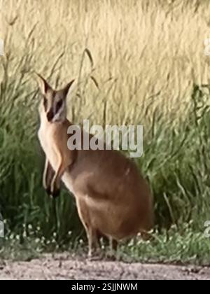 Agile Wallaby (Notamacropus agilis), Mammalia, Nitmiluk NT 0852 ...