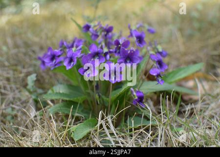 tokyo violet (Viola philippica), Plantae, 中国浙江省杭州市西湖区 Stock Photo - Alamy