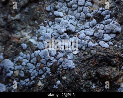 common lichens (Lecanoromycetes), Fungi, Palm Desert, CA, USA, Over ...