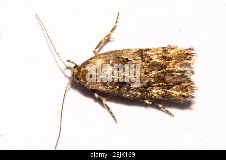 (Trachypepla anastrella), Insecta, Mount Hamilton, New Zealand, A few ...