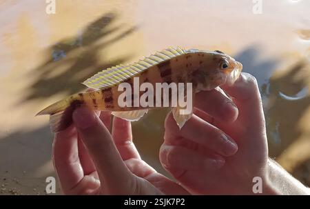 Sand Perch (Diplectrum formosum), Actinopterygii, Belo Horizonte ...