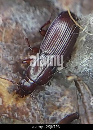 (Pterostichus angustus), Insecta, Saratoga, CA 95070, USA Stock Photo ...