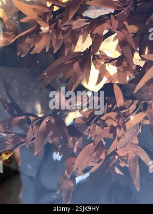 (Prionitis lanceolata), Plantae, San Mateo, Golden Gate National ...