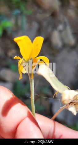 (Asteroideae), Plantae, Comondú, MX-BS, MX Stock Photo - Alamy