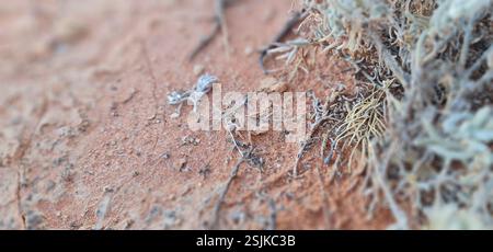 Gibber Earless Dragon Tympanocryptis intima, Australia, Agamidae Stock ...