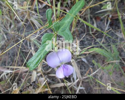 shrubby bean (Vigna frutescens), Plantae, Zambezi Region, Namibia Stock ...