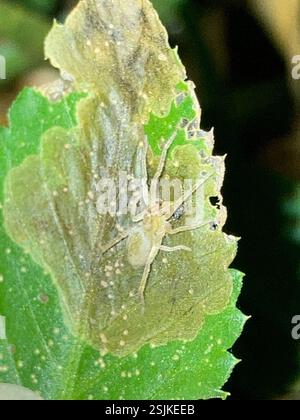 Ghost Spiders (Anyphaenidae), Arachnida, NW Fourth St, Pembroke Pines ...