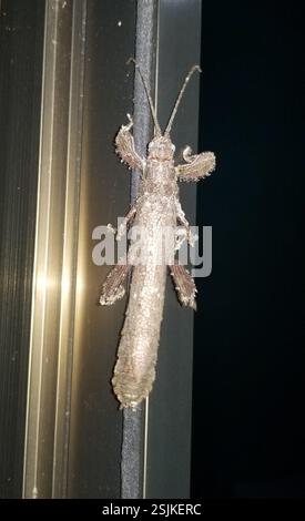 (Prisopus), Insecta, Km 138 carretera a, San Juan del Sur, Nicaragua ...