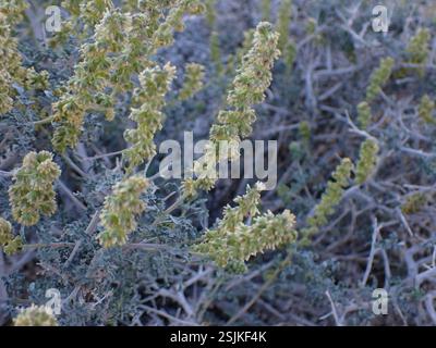 Burrobush (Ambrosia dumosa), Plantae, Palm Desert, CA, USA Stock Photo ...