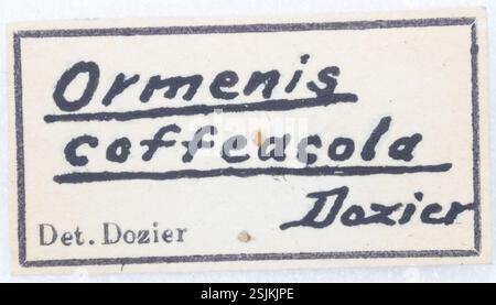 (Ormenina coffeacola), Insecta, Fonds Des Negres, Haiti, This is the ...